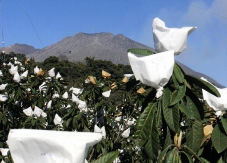 Kagoshima Highlight tour (Senganen garden & Mt. Sakurajima ...